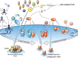 Complement System Creative Diagnostics